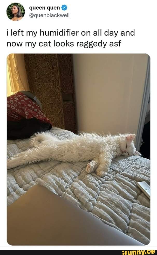 Queen i left my humidifier on all day and now my cat looks raggedy asf ...
