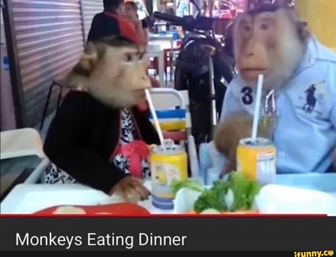 Monkeys Eating Dinner - iFunny