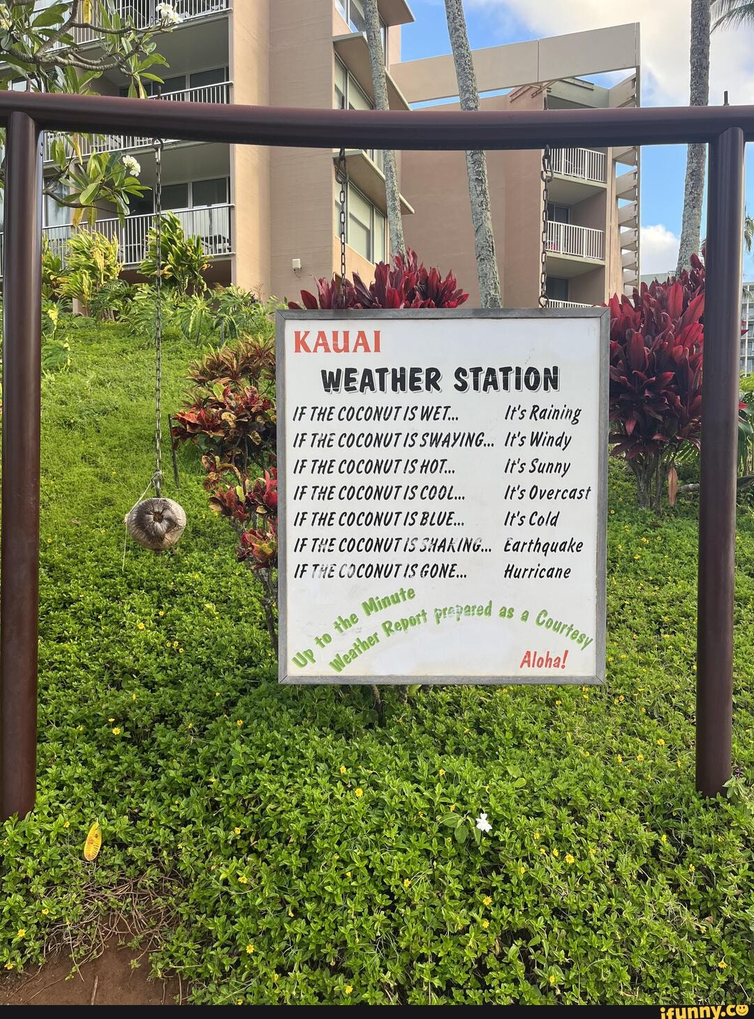 WEATHER STATION THE COCONUT IS WET... IF THE COCONUT IS SWAYING... THE ...