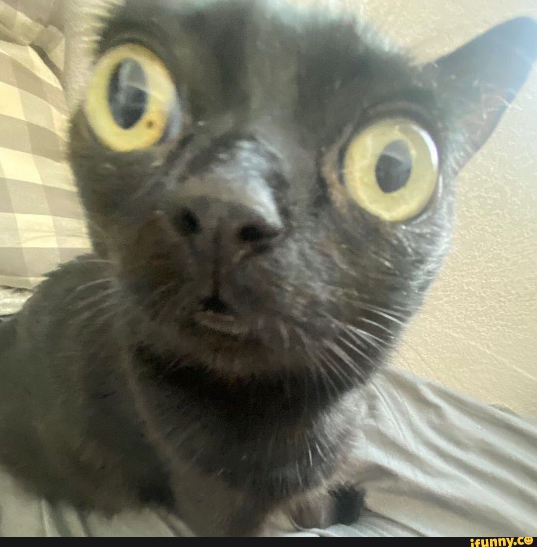 Largecat memes. Best Collection of funny Largecat pictures on iFunny