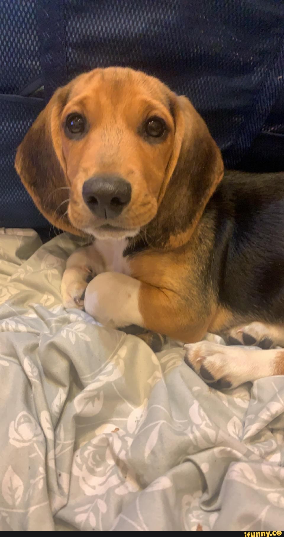 Porthos memes. Best Collection of funny Porthos pictures on iFunny