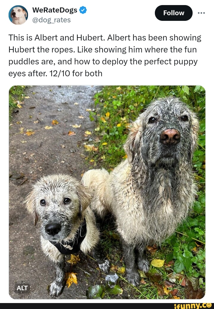 Hubert memes. Best Collection of funny Hubert pictures on iFunny