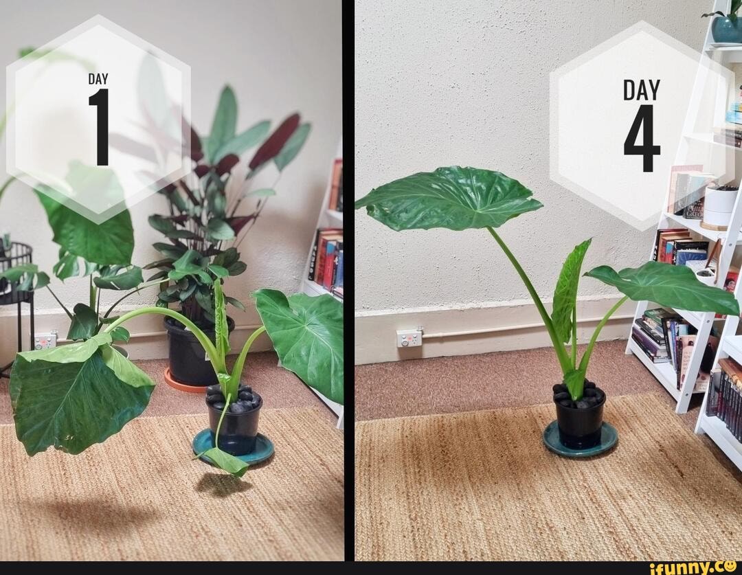 Indoor_plants memes. Best Collection of funny Indoor_plants pictures on ...