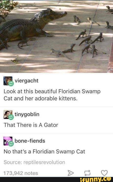 E Look at this beautiful Floridian Swamp Cat and her adorable kittens ...