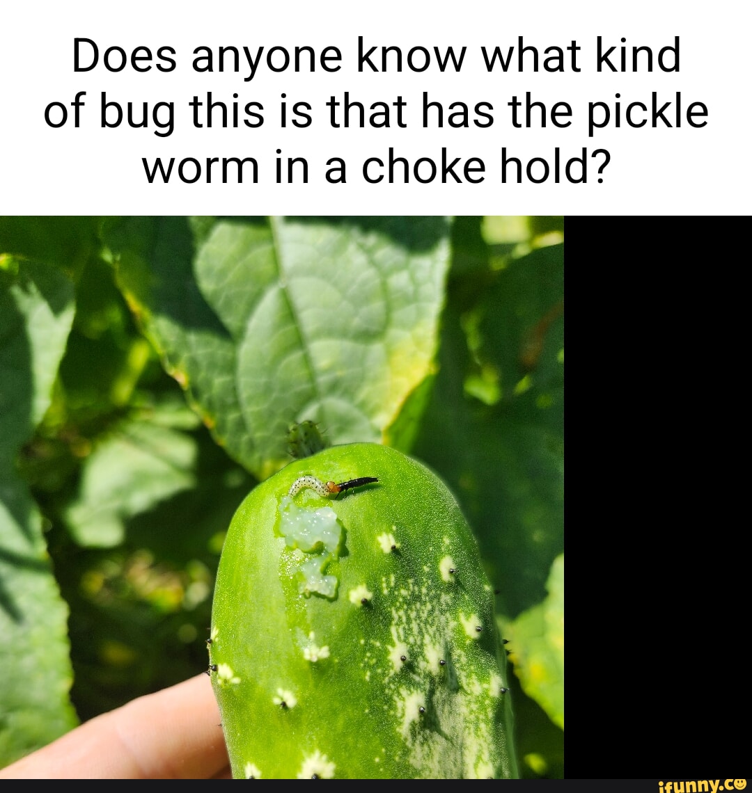 I'm about to get kicked out of this supermarket - iFunny