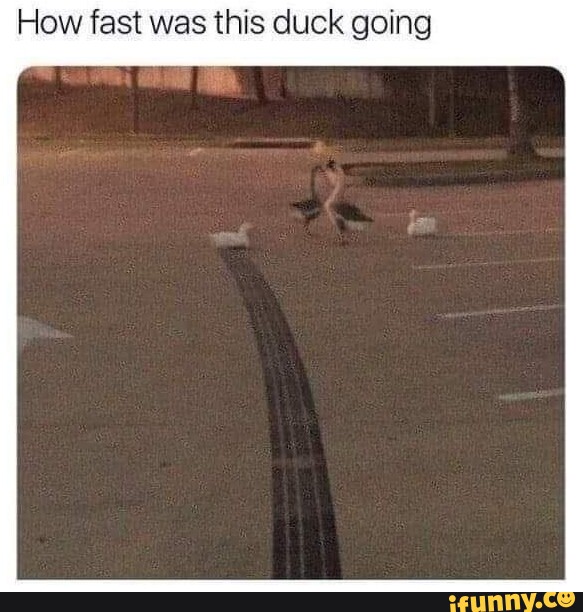 How fast was this duck going - iFunny