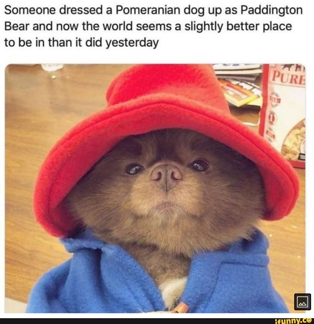 Paddington memes. Best Collection of funny Paddington pictures on iFunny
