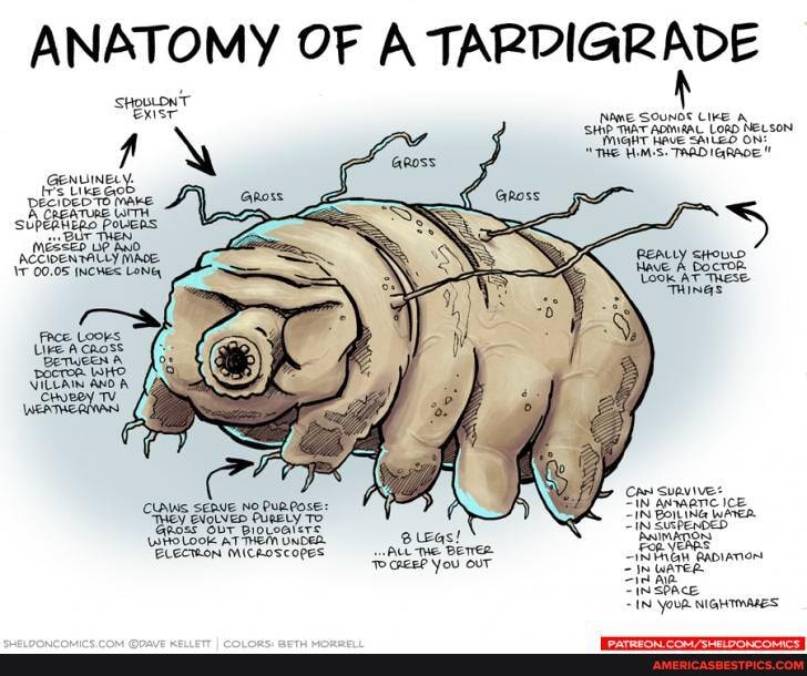 Anatomy... basically. - ANATOMY OF A TARDIGRADE FRCE WHO - America’s ...