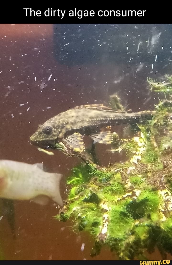 Pleco memes. Best Collection of funny Pleco pictures on iFunny