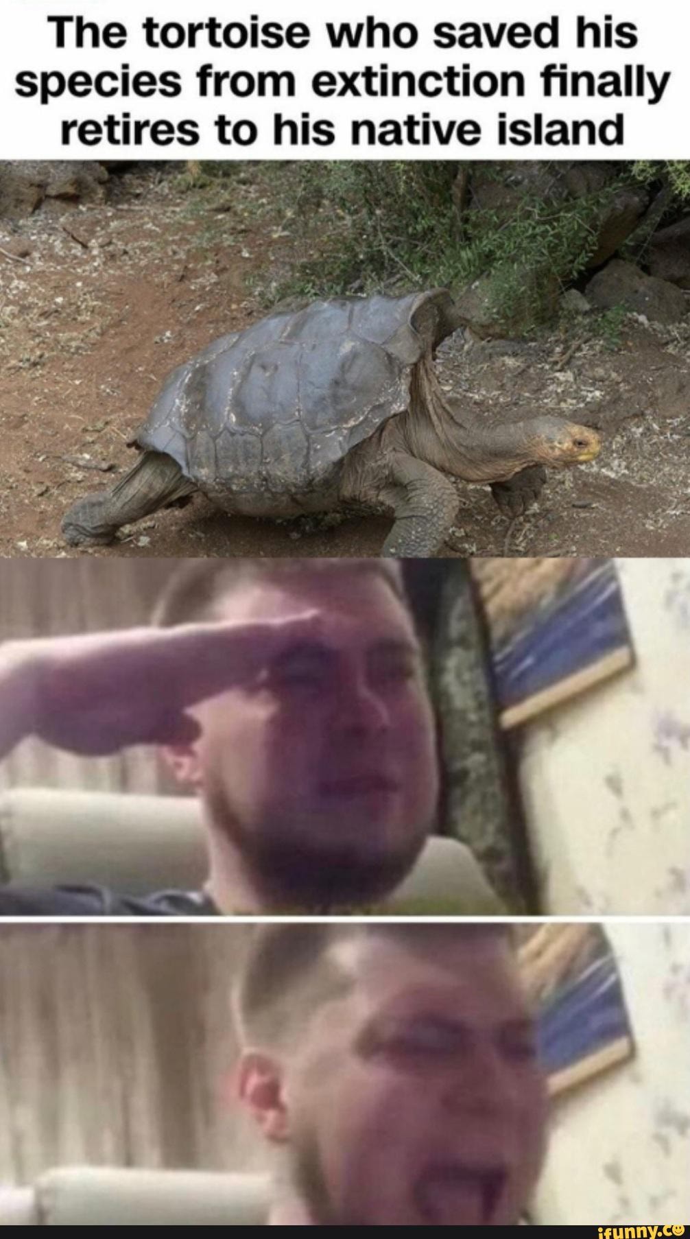The tortoise who saved his species from extinction finally retires to ...