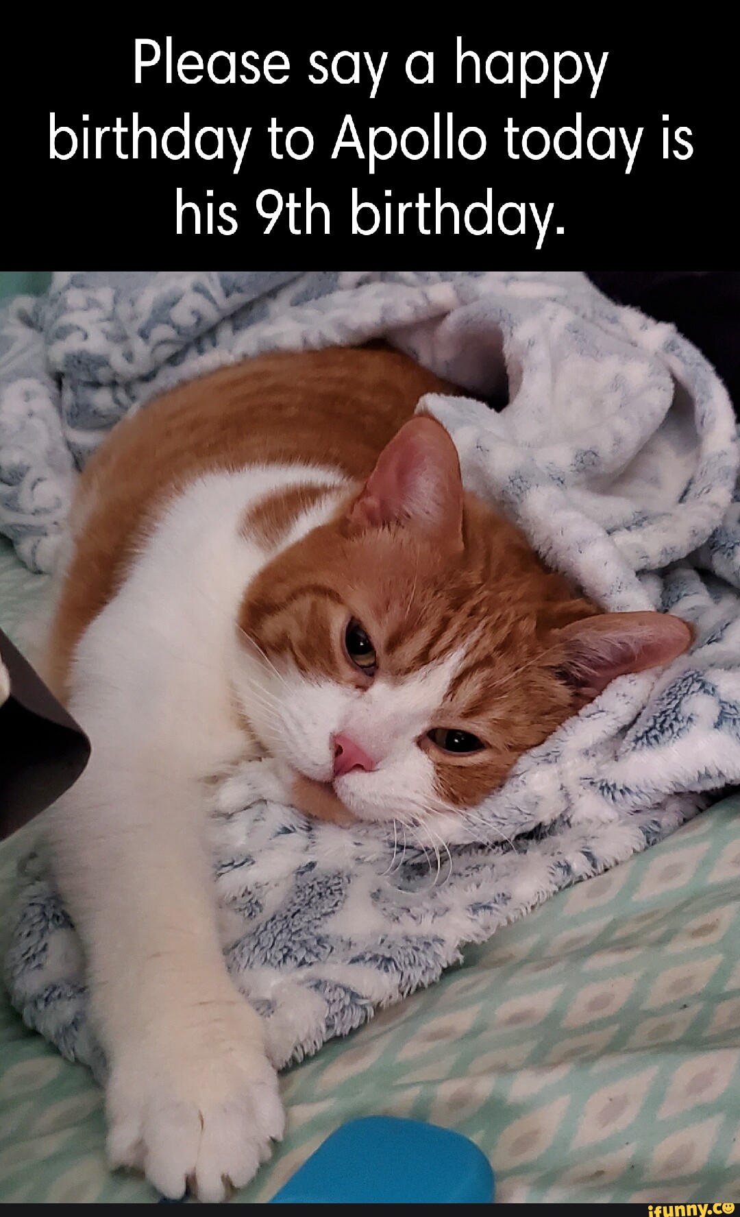 Please say a happy birthday to Apollo today is his birthday. - iFunny