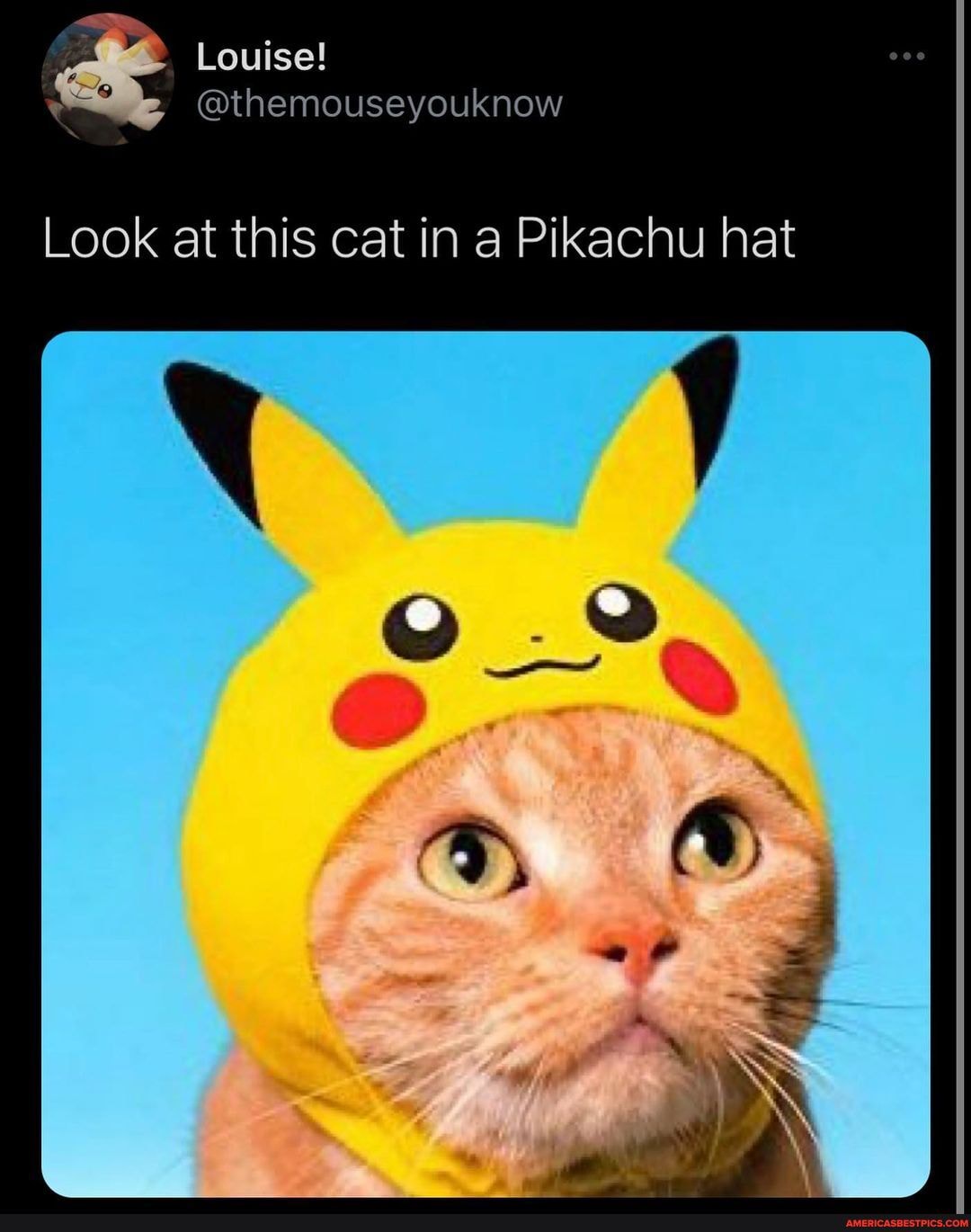 Louise! 3 @themouseyouknow Look at this cat in a Pikachu hat I ...