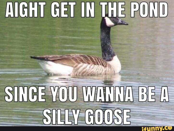 Goose memes. Best Collection of funny Goose pictures on iFunny