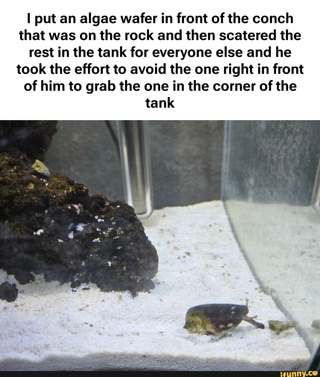 Conch memes. Best Collection of funny Conch pictures on iFunny