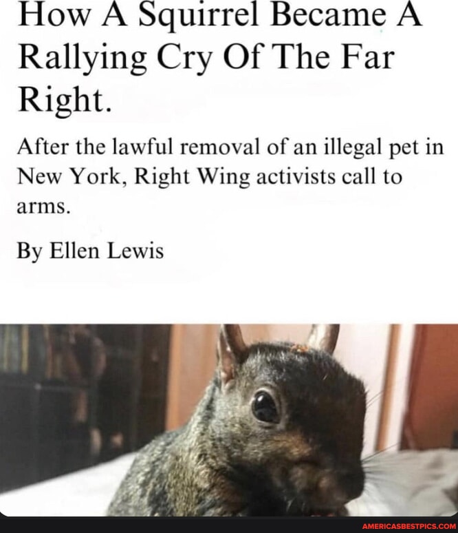 How A Squirrel Became A Rallying Cry Of The Far Right. After the lawful ...
