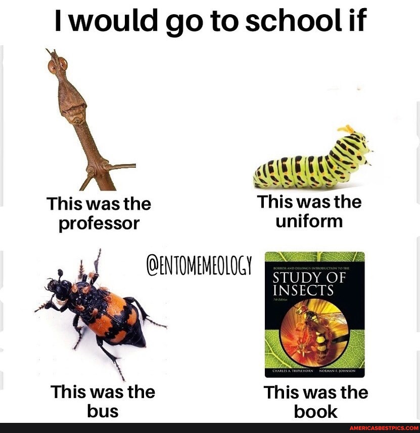 😤 Pictured top left to bottom right: Pseudoproscopia scabra (horsehead ...