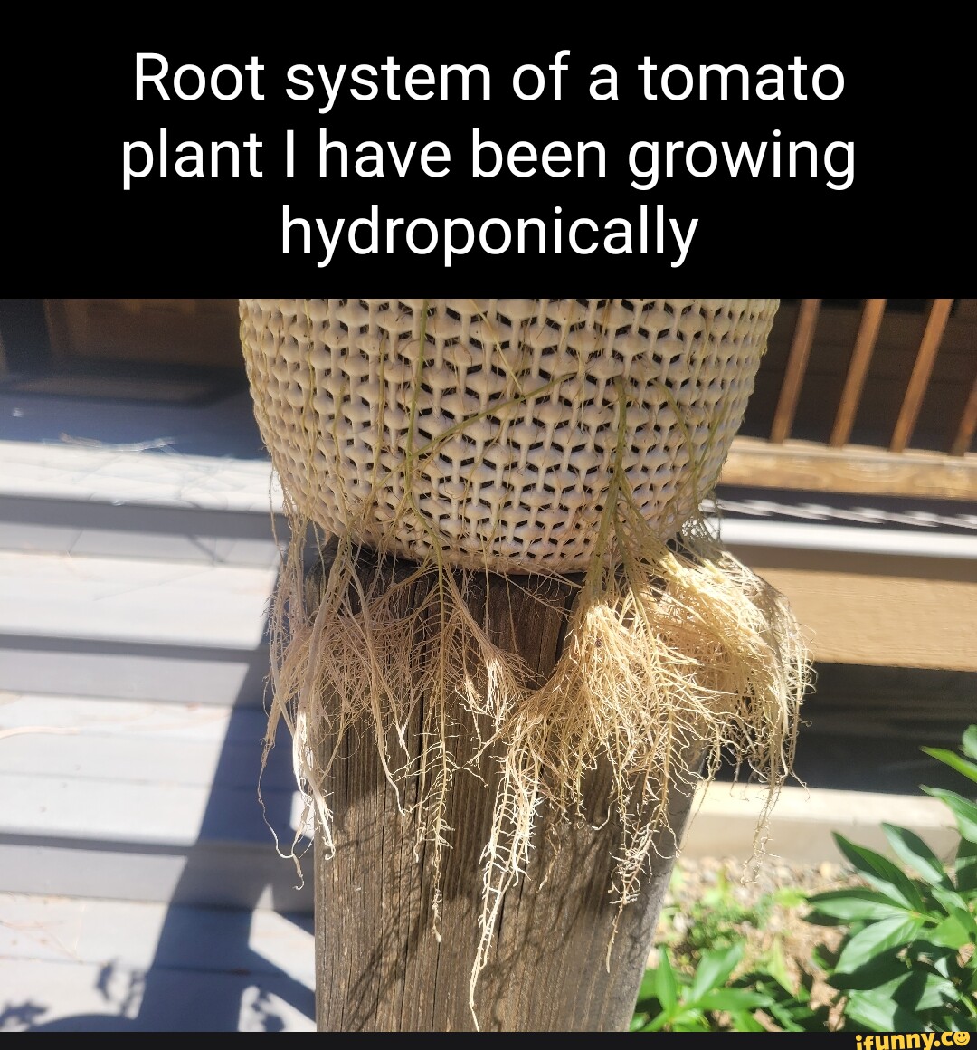 Hydroponics memes. Best Collection of funny Hydroponics pictures on iFunny
