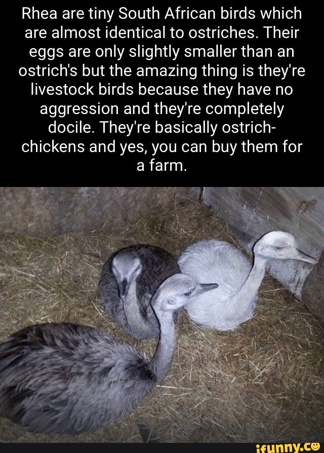 Rhea memes. Best Collection of funny Rhea pictures on iFunny