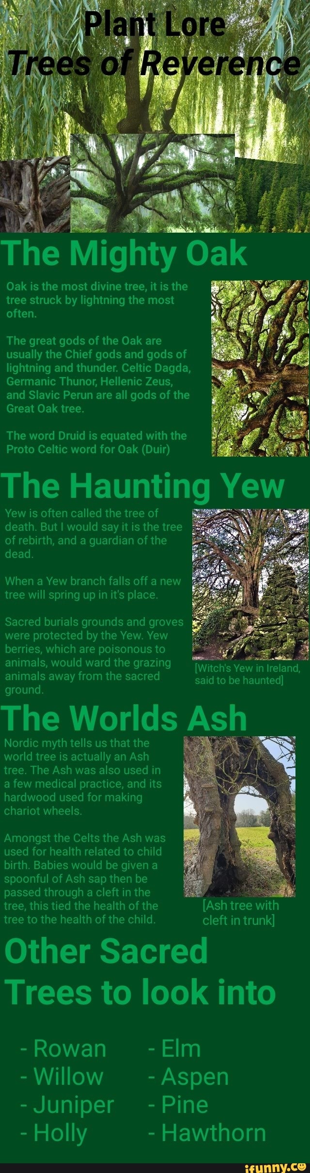 The Mighty Oa Oak is the most divine tree, it is the tree struck by ...
