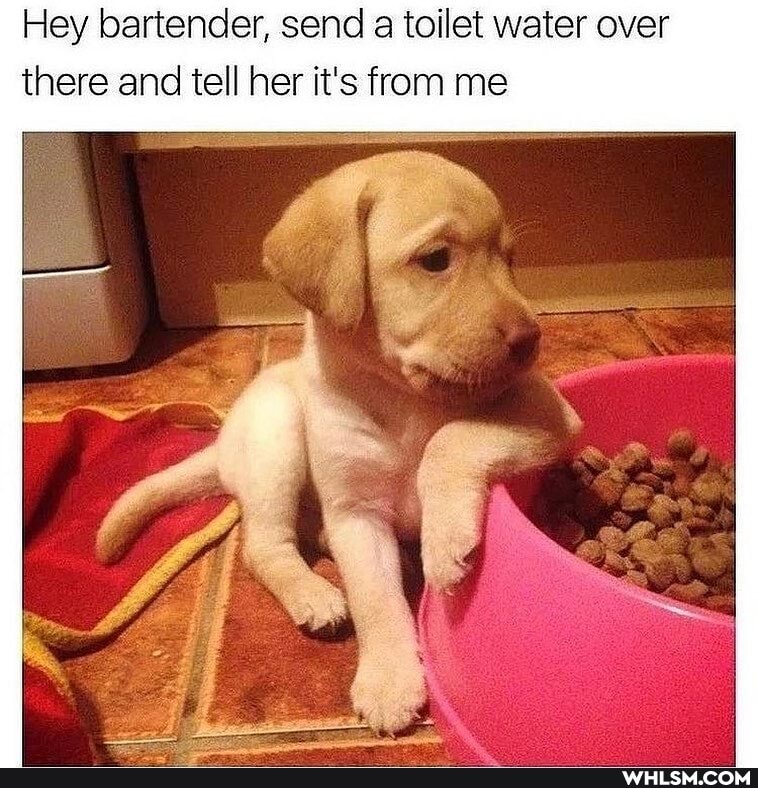 Icarus @Peacharu_ Today I learned that Tigers cannot purr. To show ...