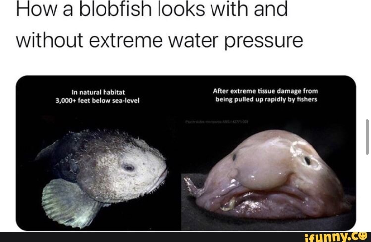 How a blobfish looks with and without extreme water pressure In natural ...