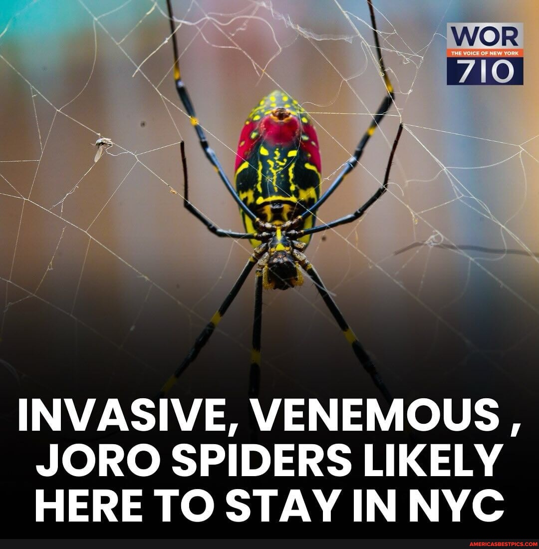 Unsettlingly large ‘flying’ Joro spiders with 4-inch legs are likely to ...