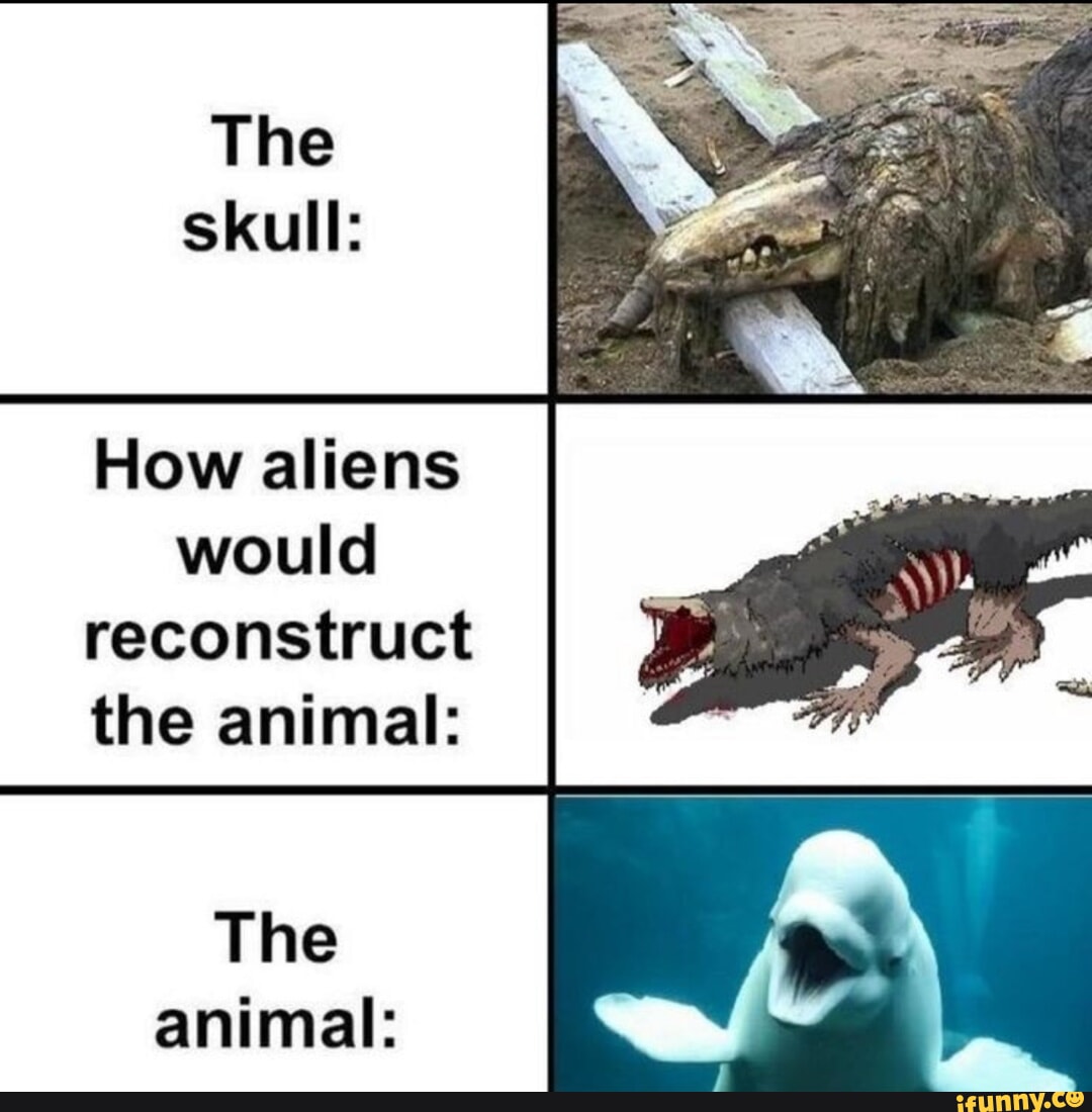 Alligator memes. Best Collection of funny Alligator pictures on iFunny
