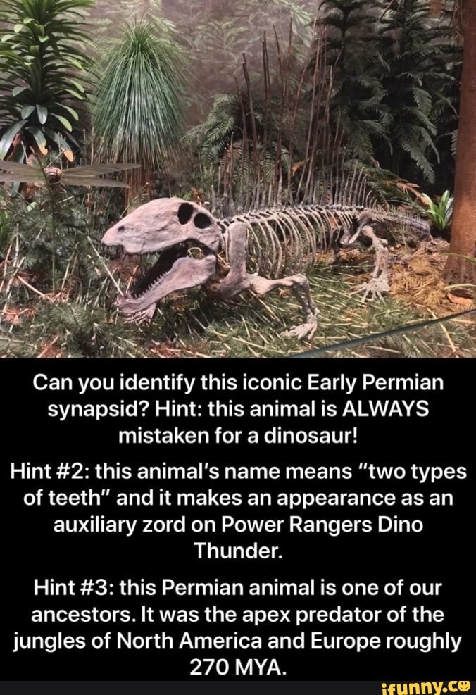 Can you identify this iconic Early Permian synapsid? Hint: this animal ...