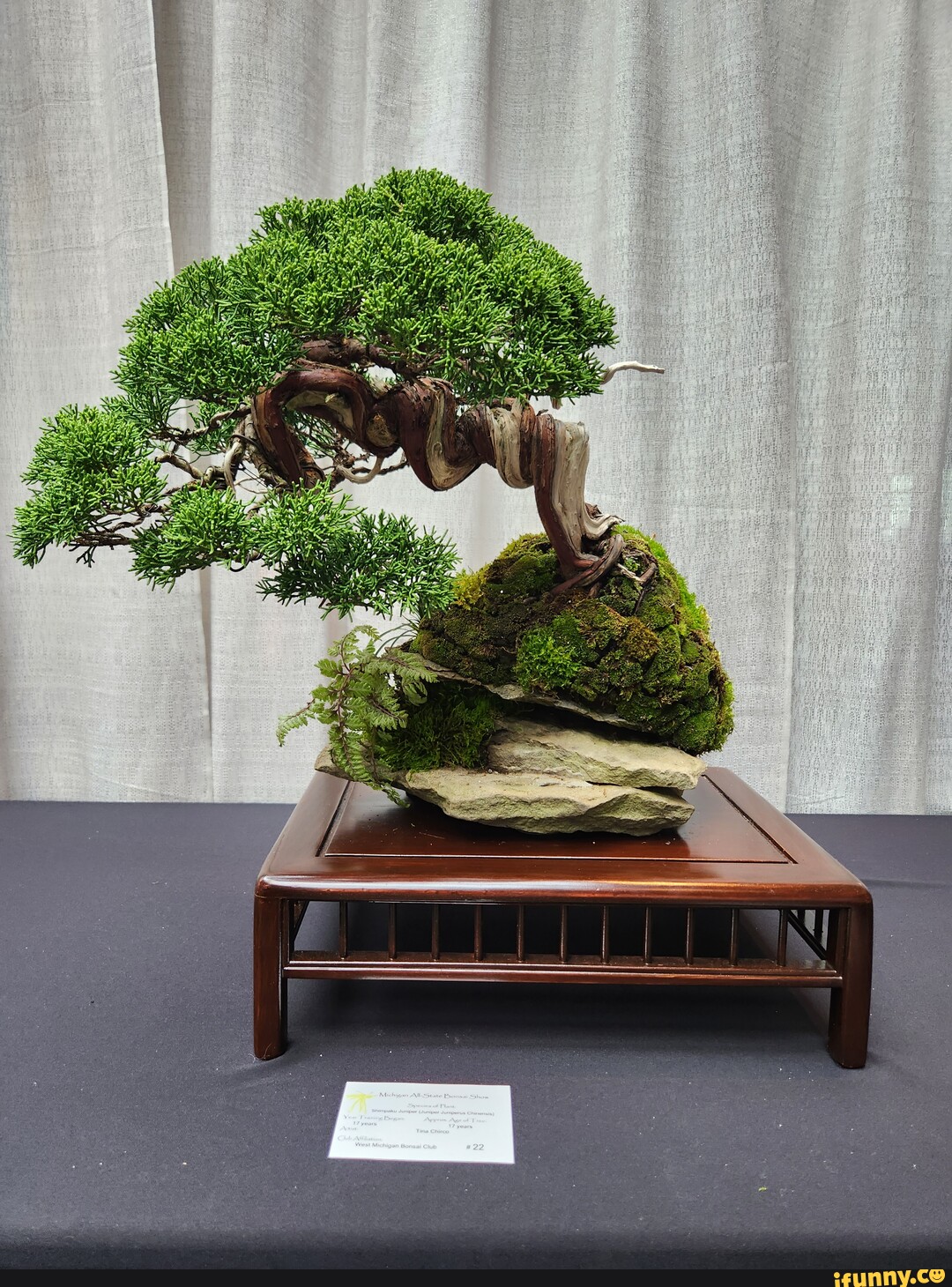 Bonsai memes. Best Collection of funny Bonsai pictures on iFunny