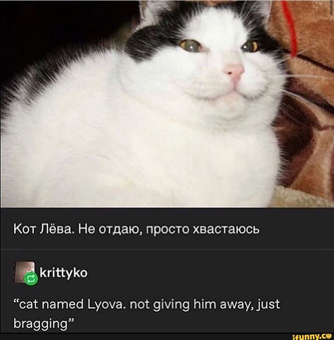 Kot Jlpa. He oTgato, npocto xBacTalocb Aa krittyko "cat named Lyova ...