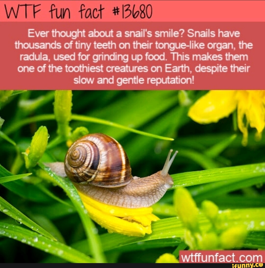 Snails memes. Best Collection of funny Snails pictures on iFunny