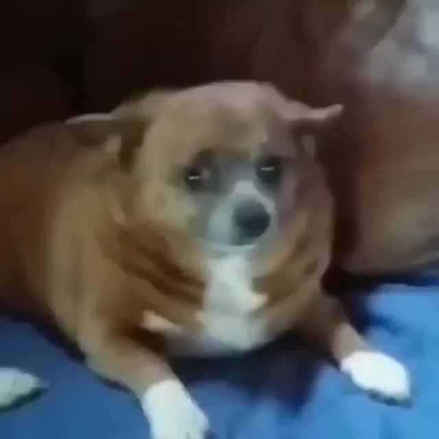 Fat Dog Meme