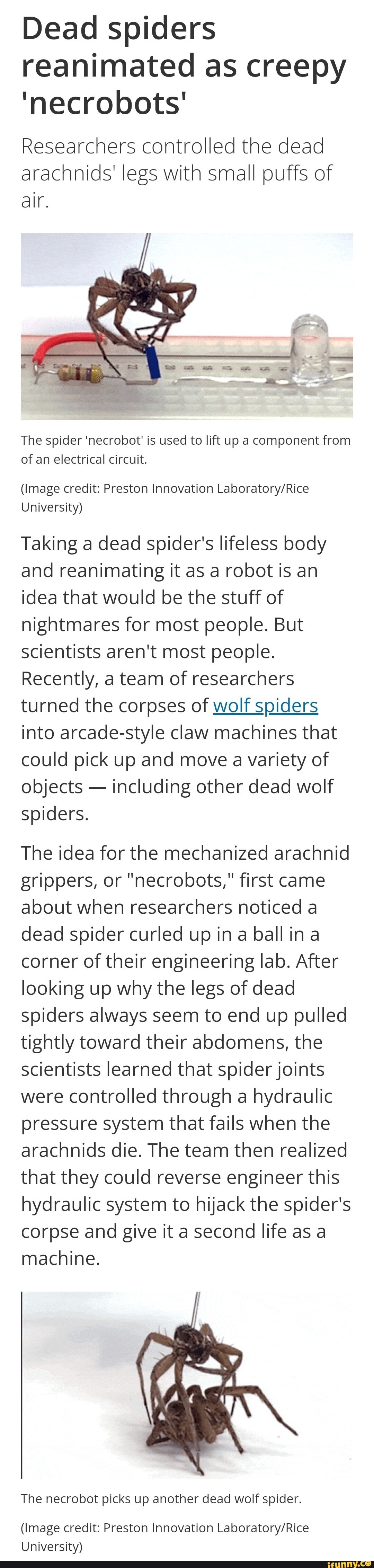Dead spiders reanimated as creepy 'necrobots' Researchers controlled ...