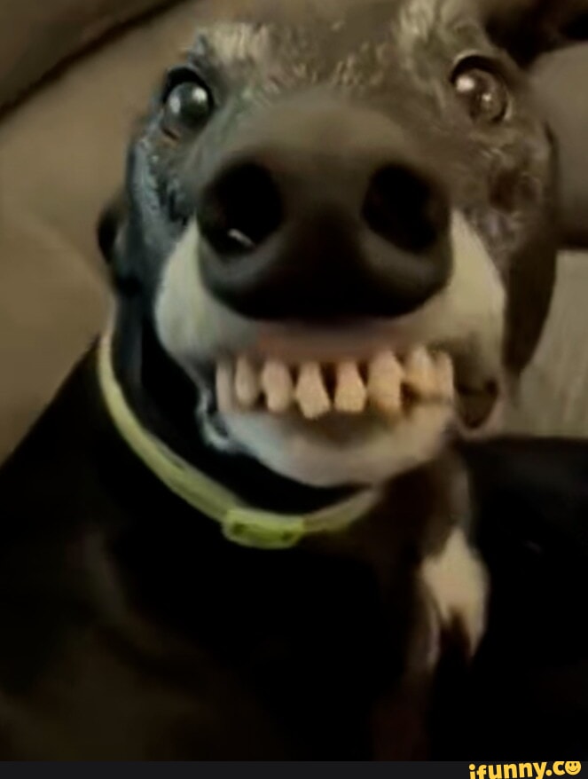 Teefs memes. Best Collection of funny Teefs pictures on iFunny