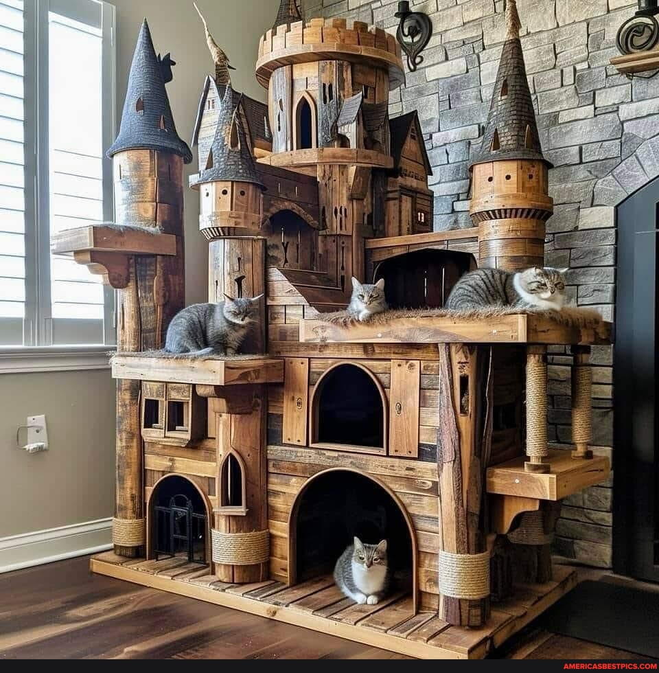 Cat Hogwarts harrypotter hogwarts potterhead ronweasley quidditch ...