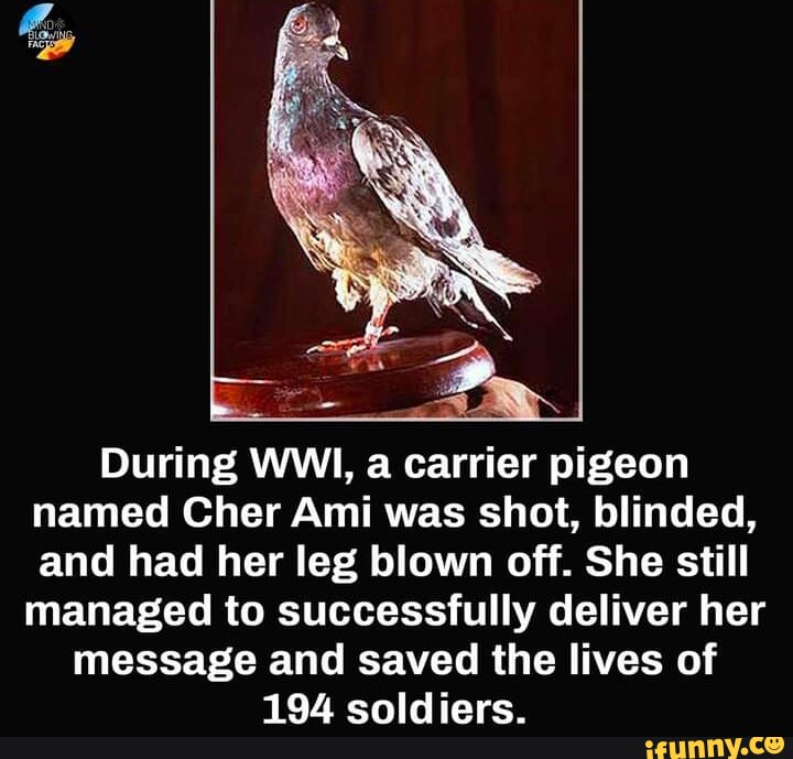 During WWI, a carrier pigeon named Cher Ami was shot, blinded, and had her leg blown off. She ...