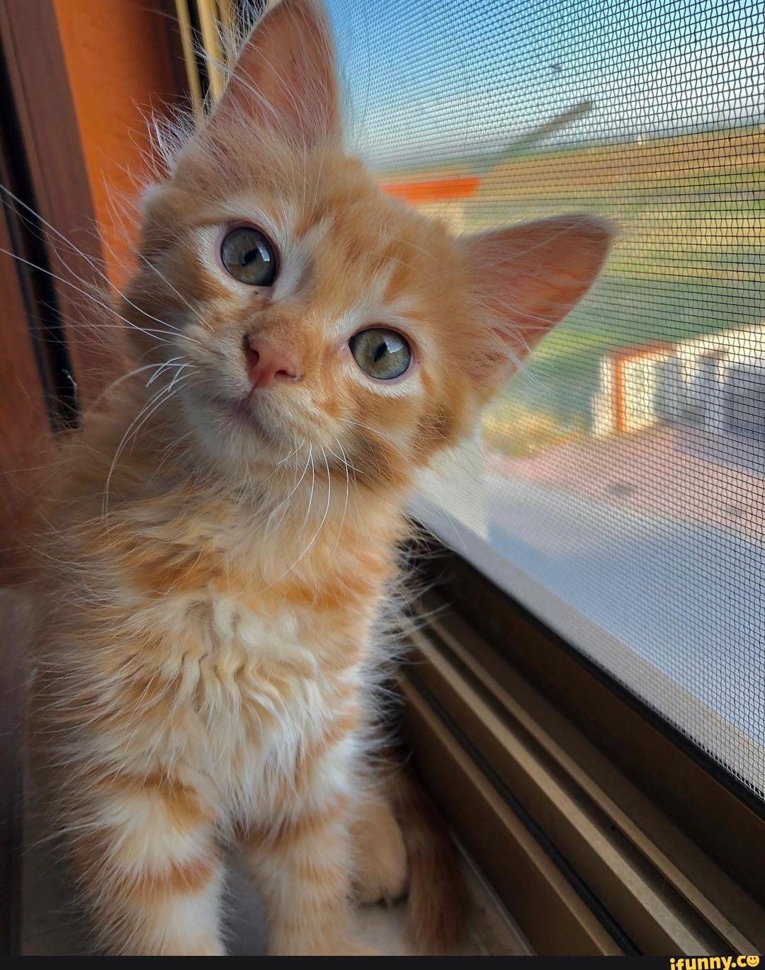 Ginger_the_italian_cat memes. Best Collection of funny Ginger_the ...