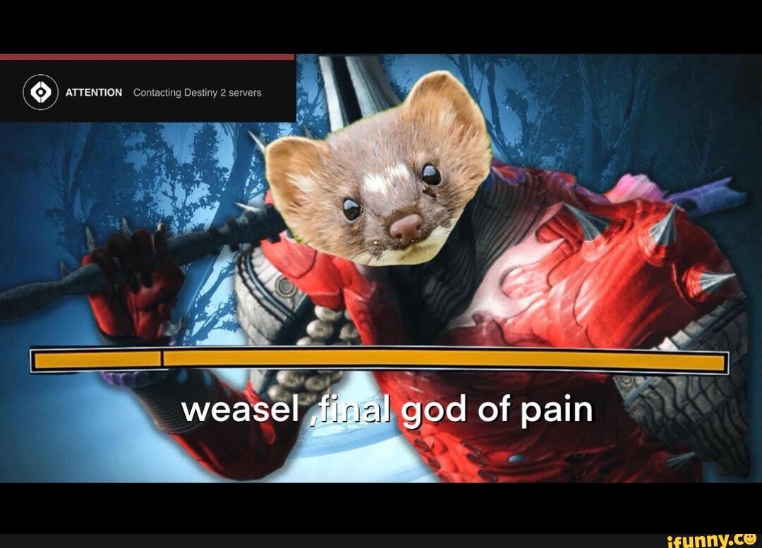 Weasel memes. Best Collection of funny Weasel pictures on iFunny