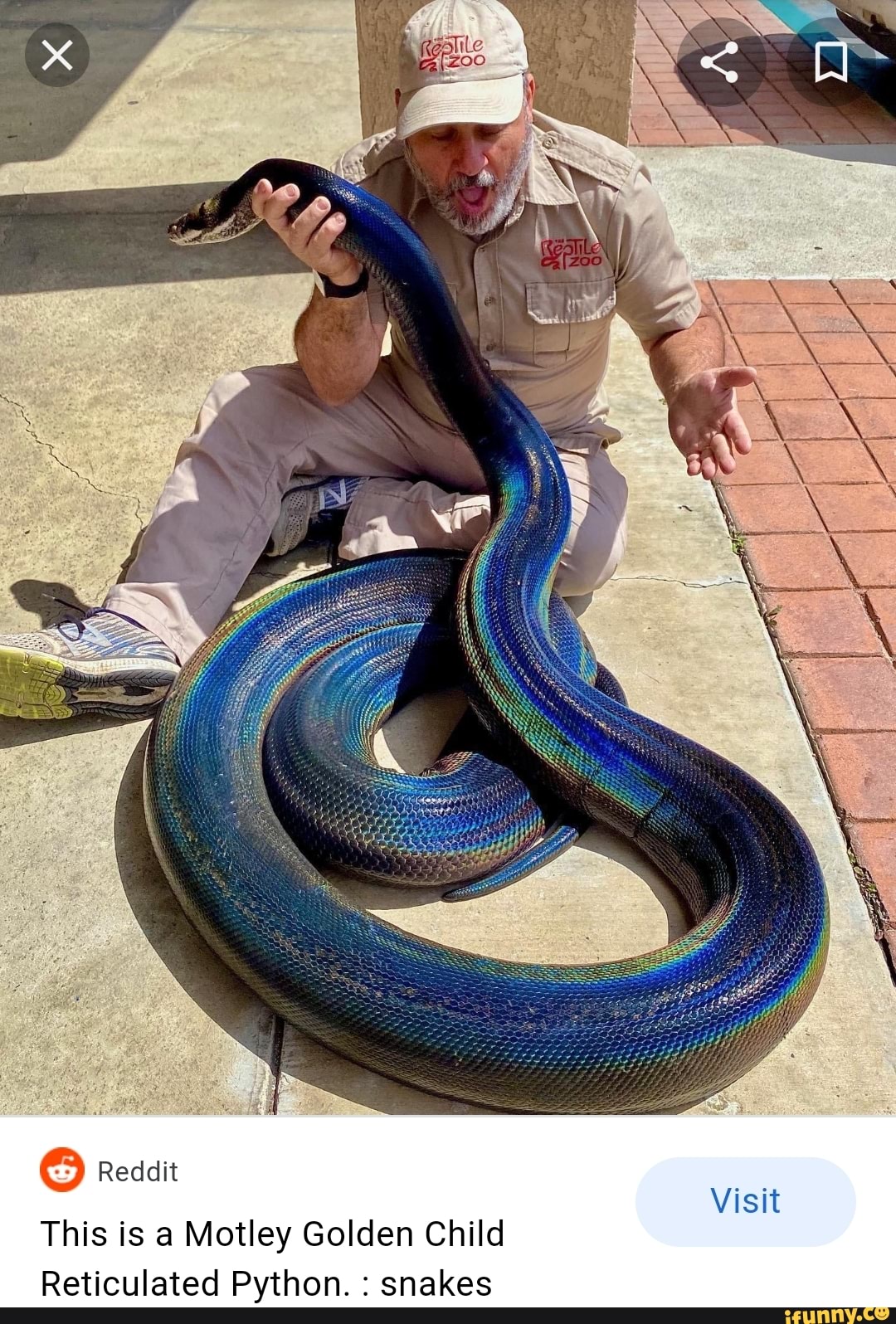 Redait This is a Motley Golden Child Reticulated Python. : snakes Visit ...