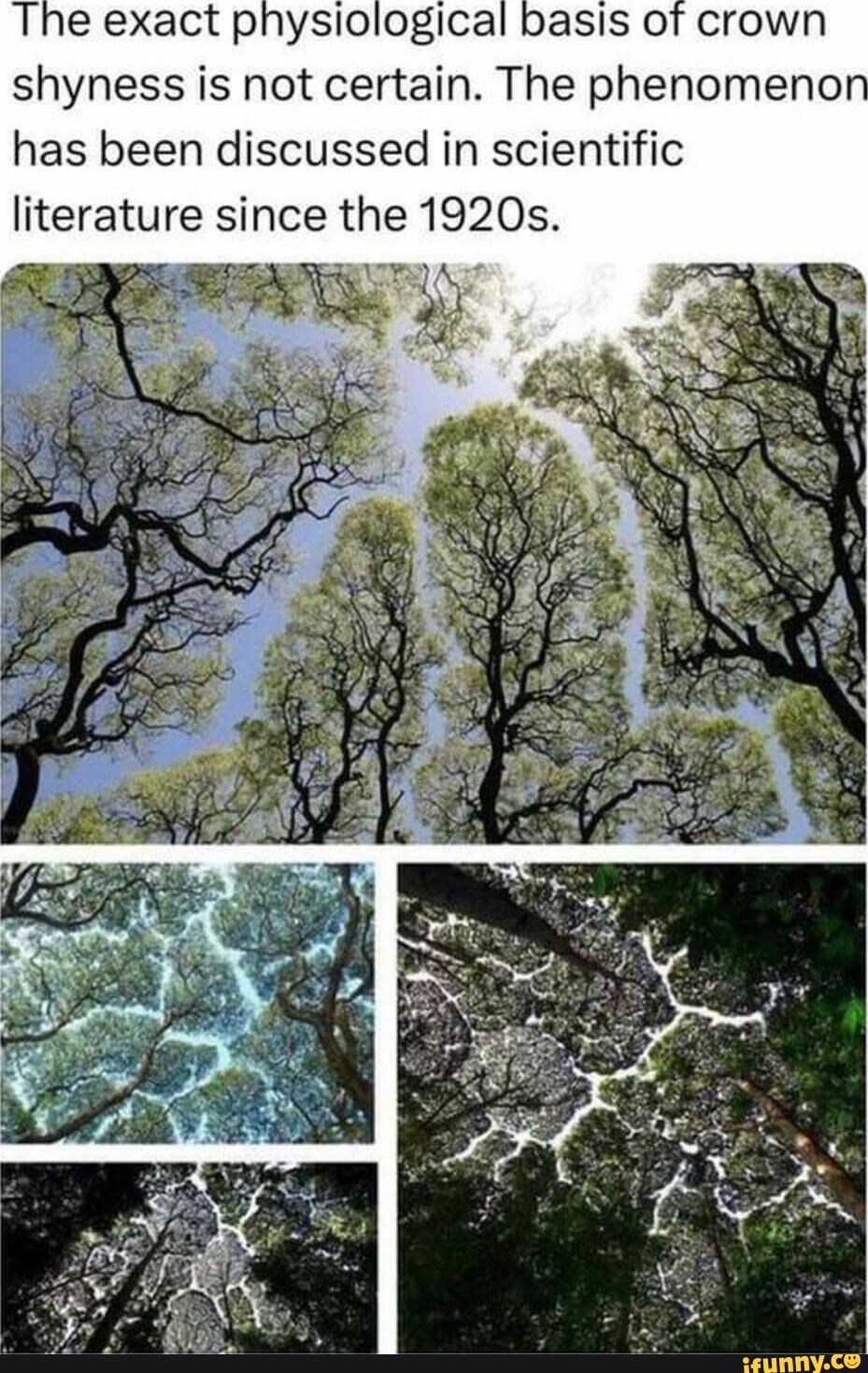 Crown memes. Best Collection of funny Crown pictures on iFunny