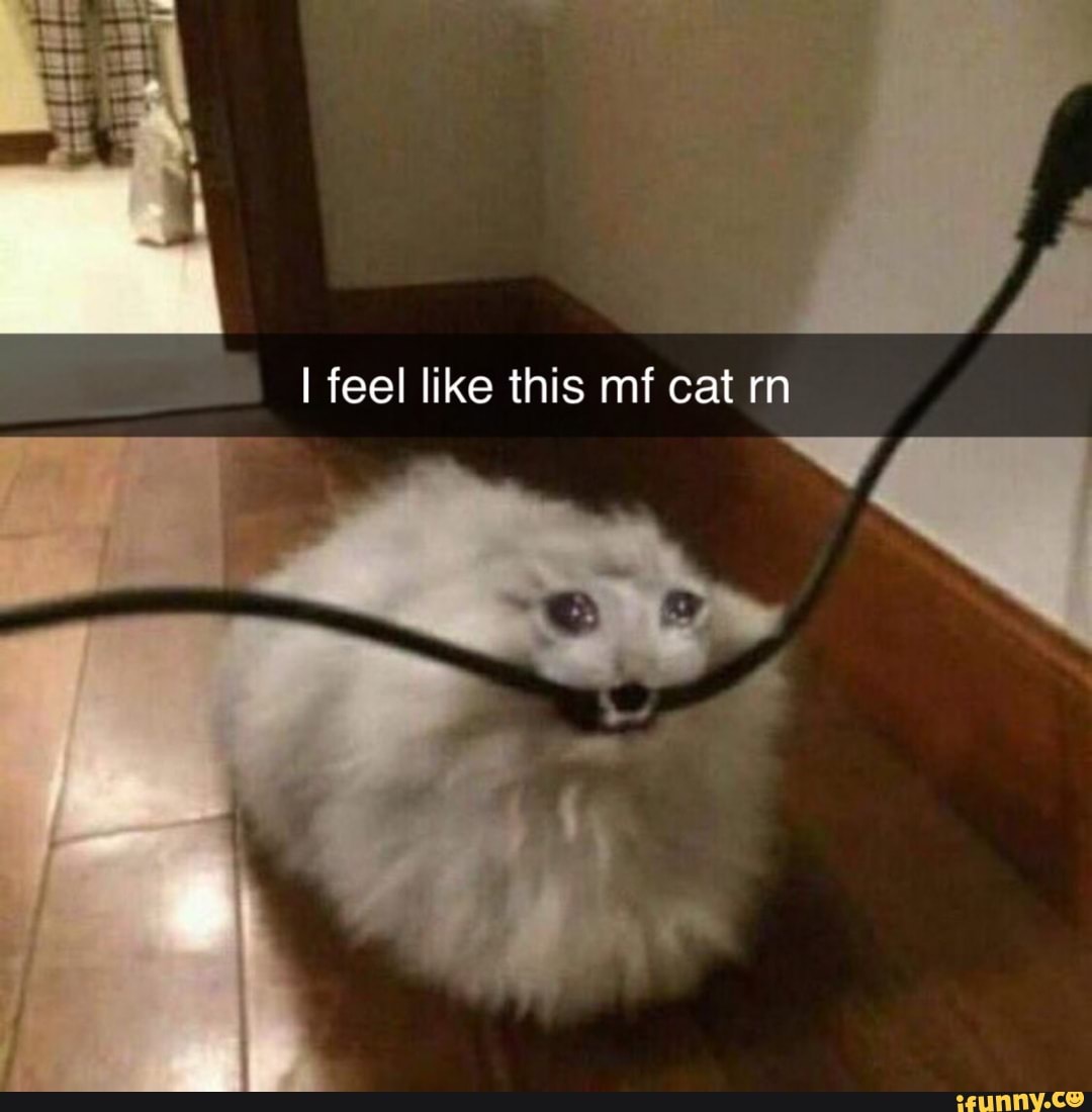 I feel like this mf cat rn - iFunny