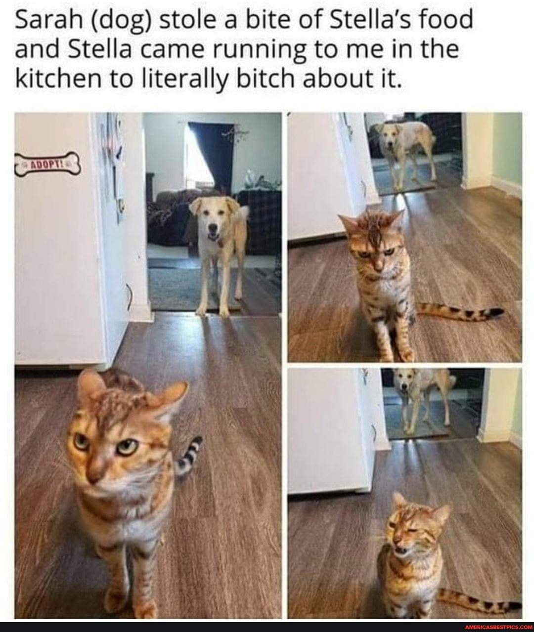 Sarah (dog) stole a bite of Stella's food and Stella came running to me ...