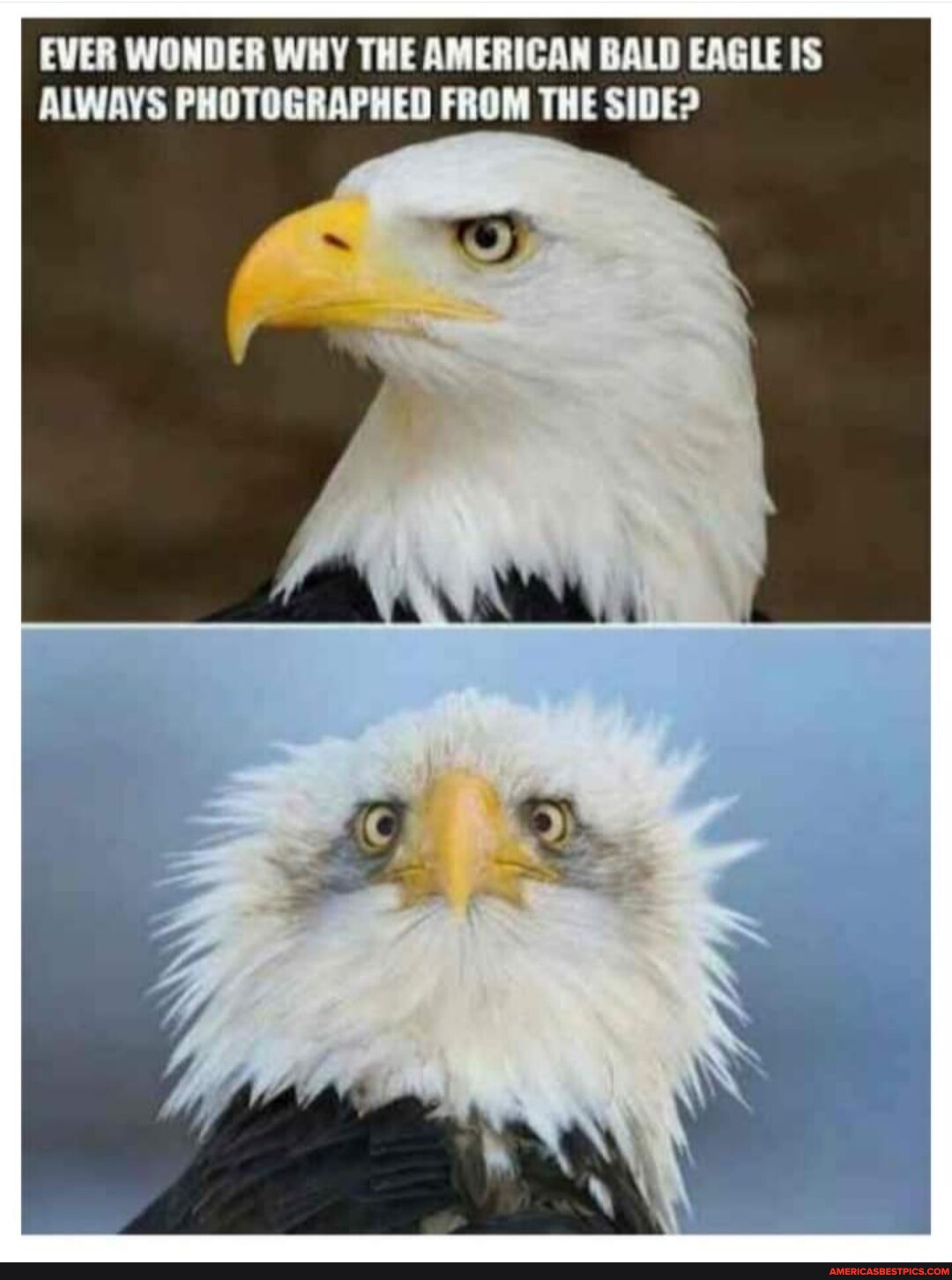 EVER WONDER WHY THE AMERICAN BALD EAGLE IS ALWAYS PHOTOGRAPHED FROM THE ...