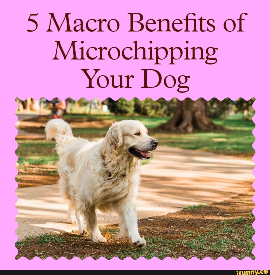 Microchipping memes. Best Collection of funny Microchipping pictures on ...