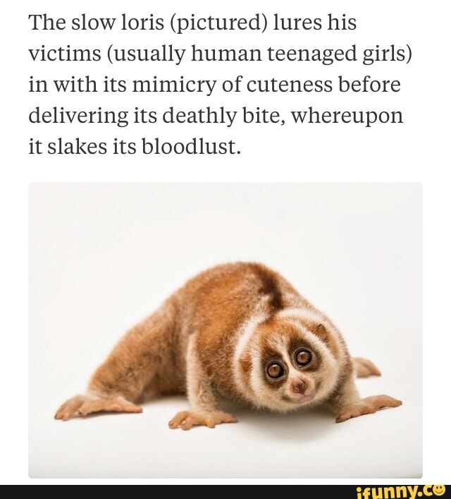 The slow loris (pictured) lures his Victims (usually human teenaged ...