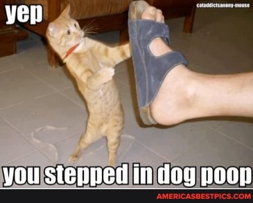 You stepped in dog poop - America’s best pics and videos