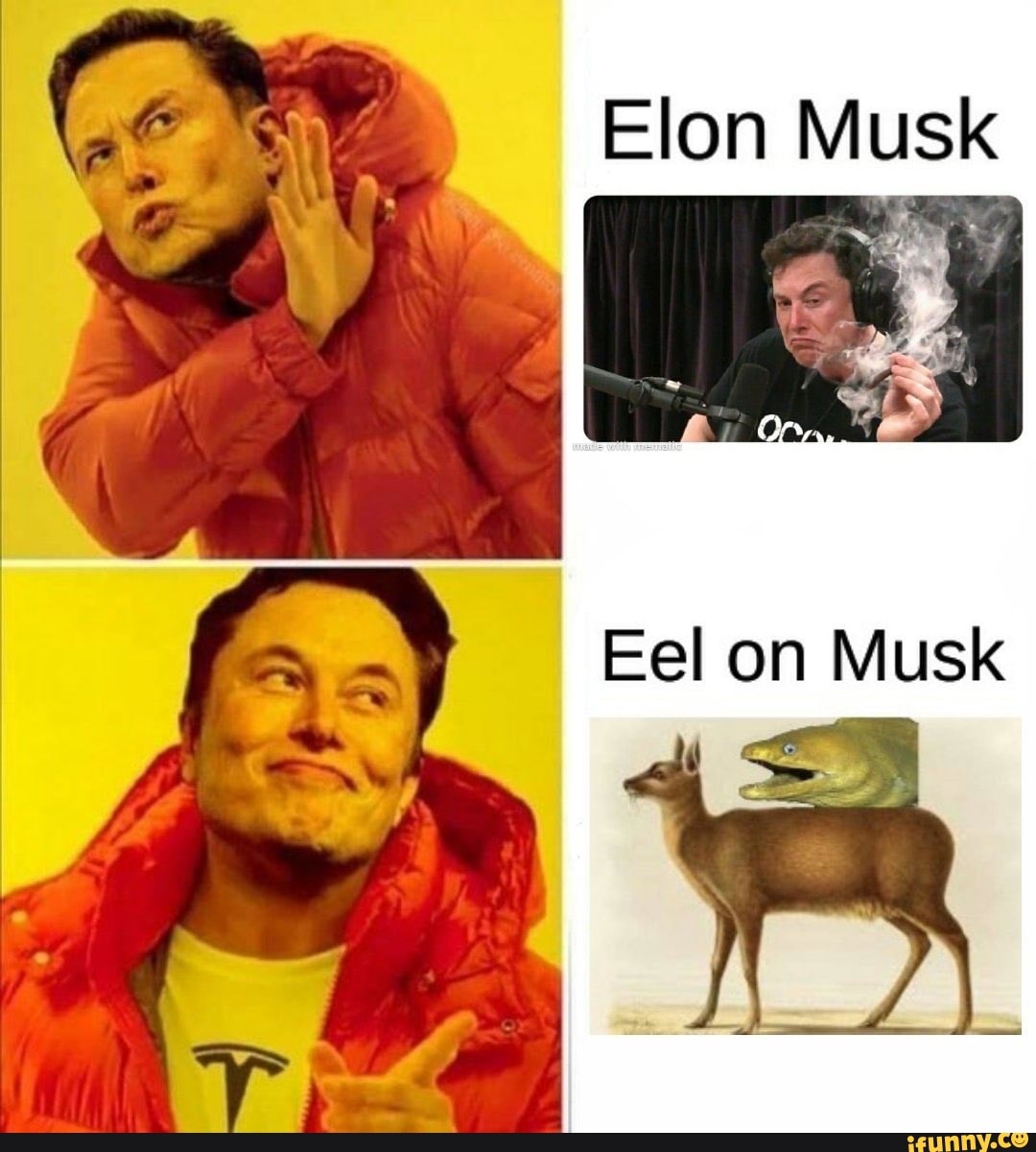 Elon Musk Eel on Musk - iFunny