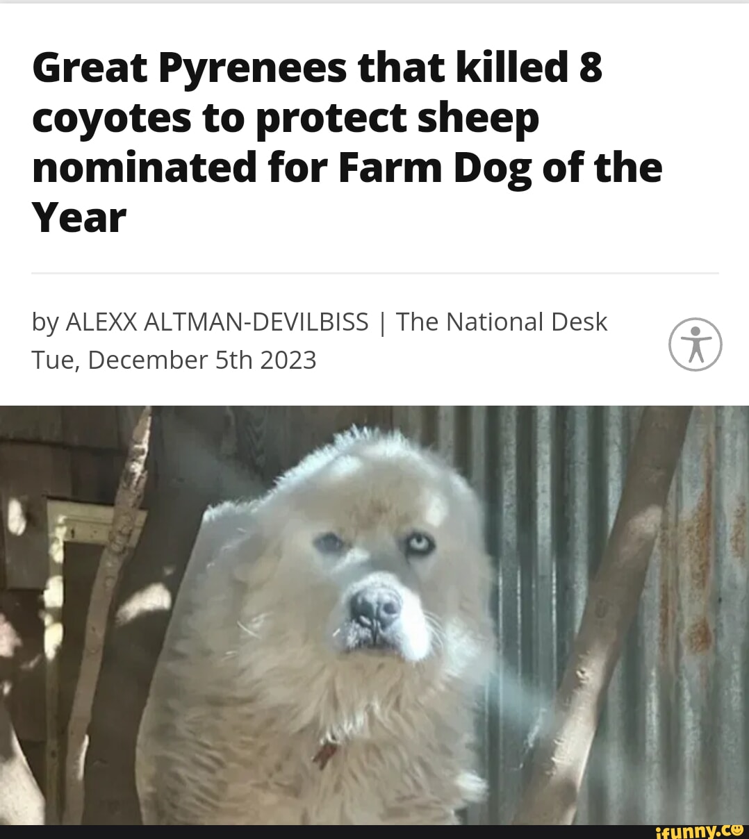 Great Pyrenees that killed 8 coyotes to protect sheep nominated for ...