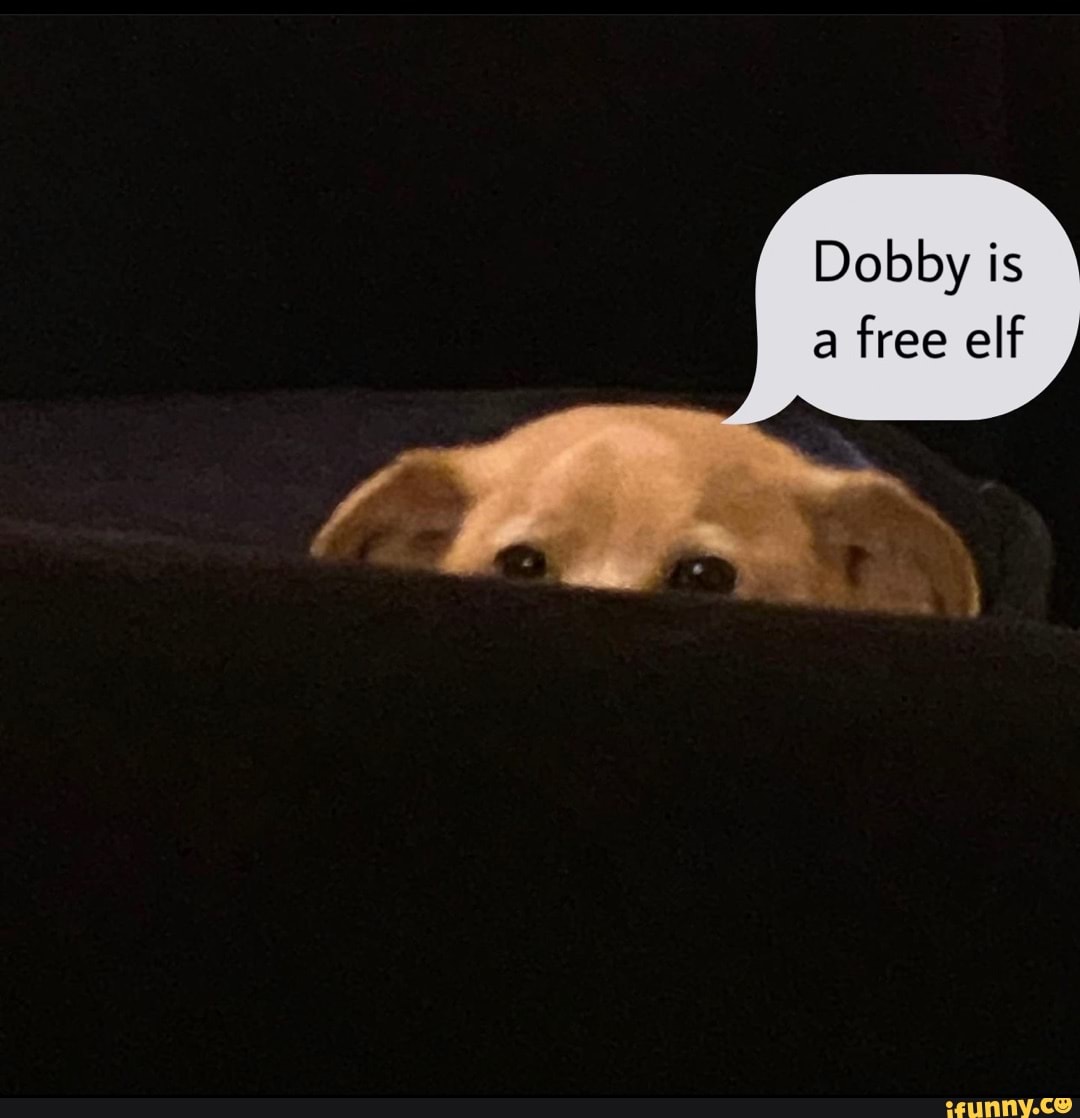 Dobby is a free elf - iFunny