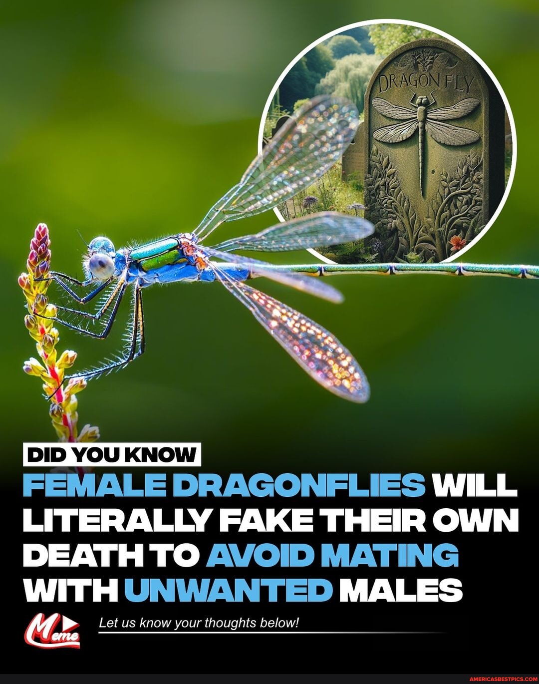 DID YOU KNOW DRAGON FEMALE DRAGONFLIES WILL LITERALLY FAKE THEIR OWN ...